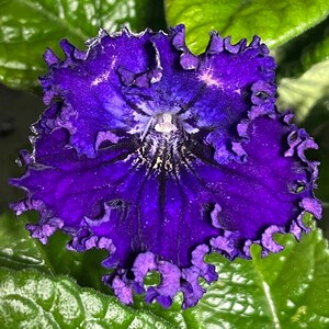 DS Riushele fringe Fry Streptocarpus 2.5 Pot Starter Plant - Etsy