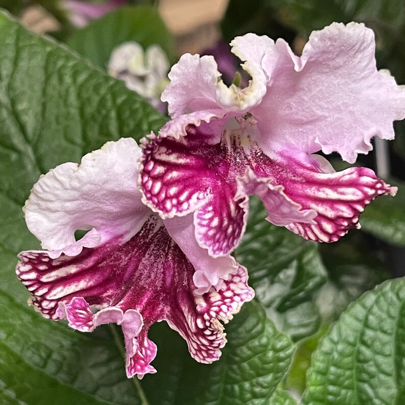 Fiona Streptocarpus Cape Primrose 2.5 Pot Live Starter - Etsy