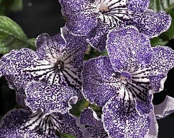 Fiona Streptocarpus Cape Primrose 2.5" Pot Live Starter Plant - Etsy