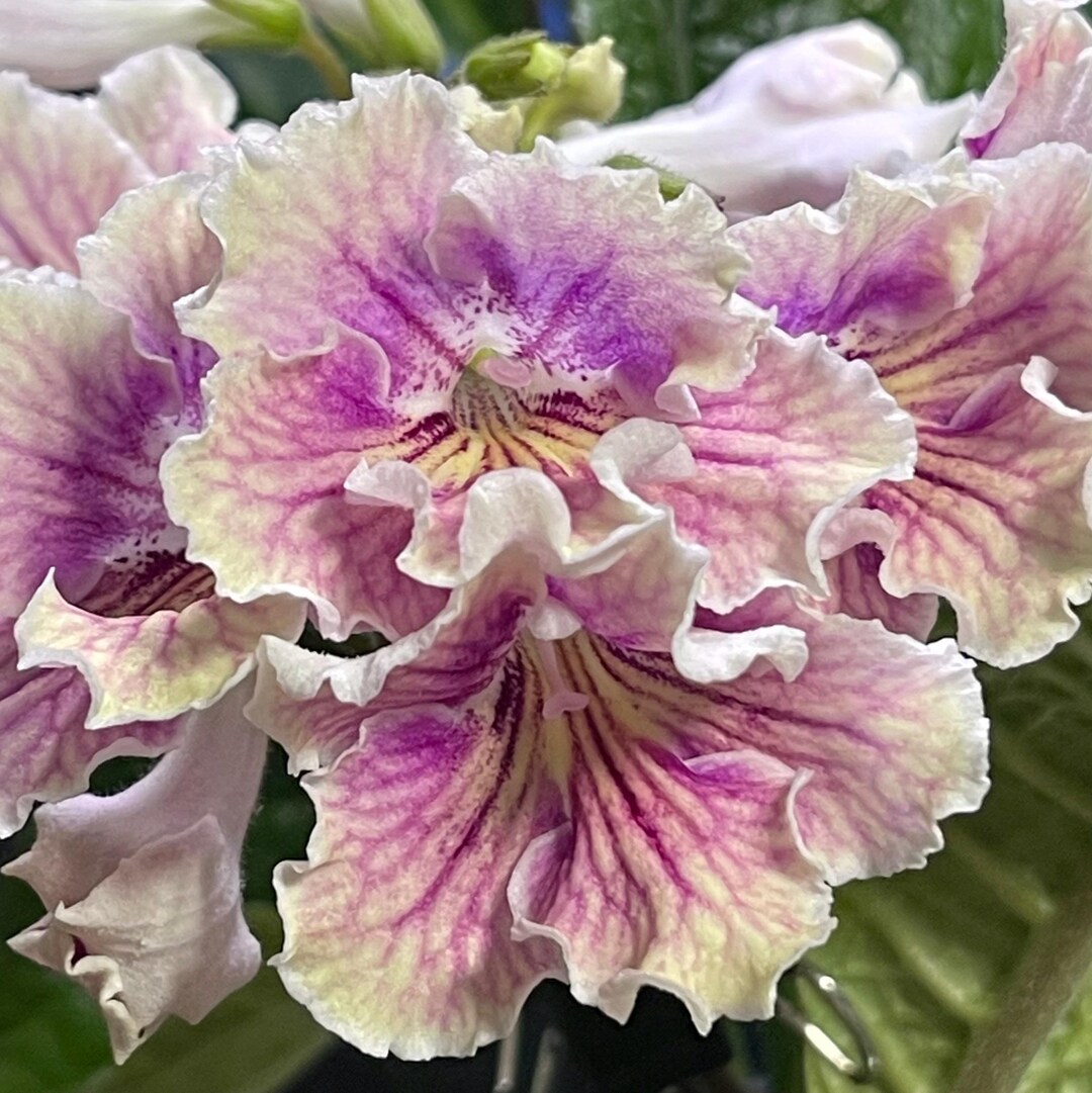 UA Sunset Streptocarpus Cape Primrose 2.5 Pot Starter Plant - Etsy