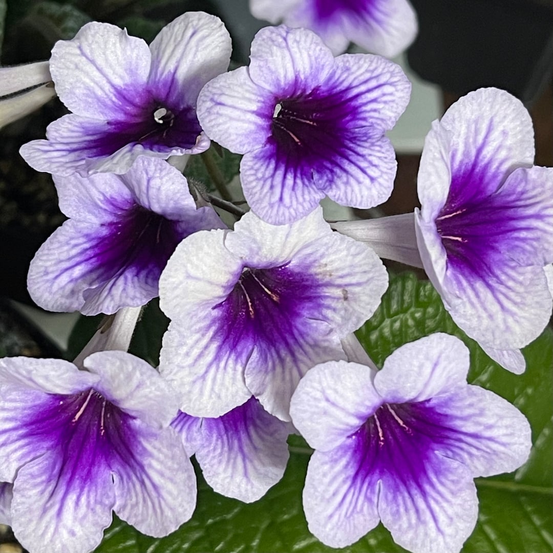 Jacos Midnight Frost Streptocarpus Cape Primrose 2.5 Pot Starter Plant ...