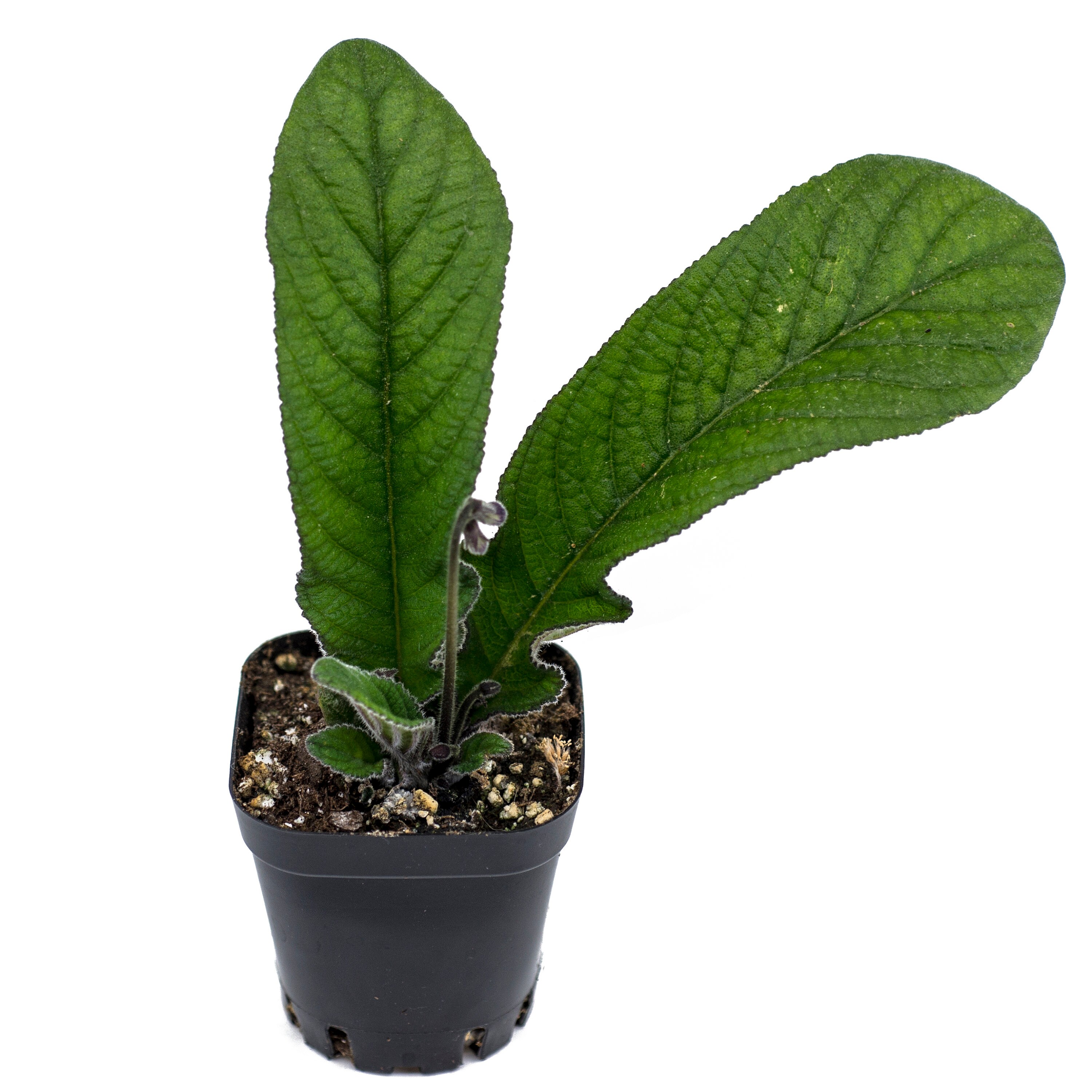 Fiona Streptocarpus Cape Primrose 2.5 Pot Live Starter - Etsy
