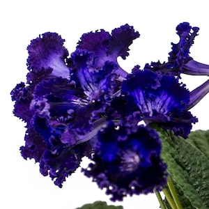 DS Riushele fringe Fry Streptocarpus 2.5 Pot Starter Plant - Etsy