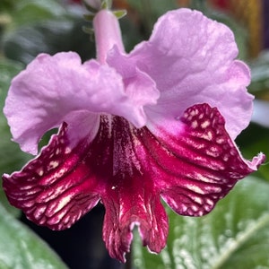 Fiona Streptocarpus Cape Primrose 2.5" Pot Live Starter Plant - Etsy