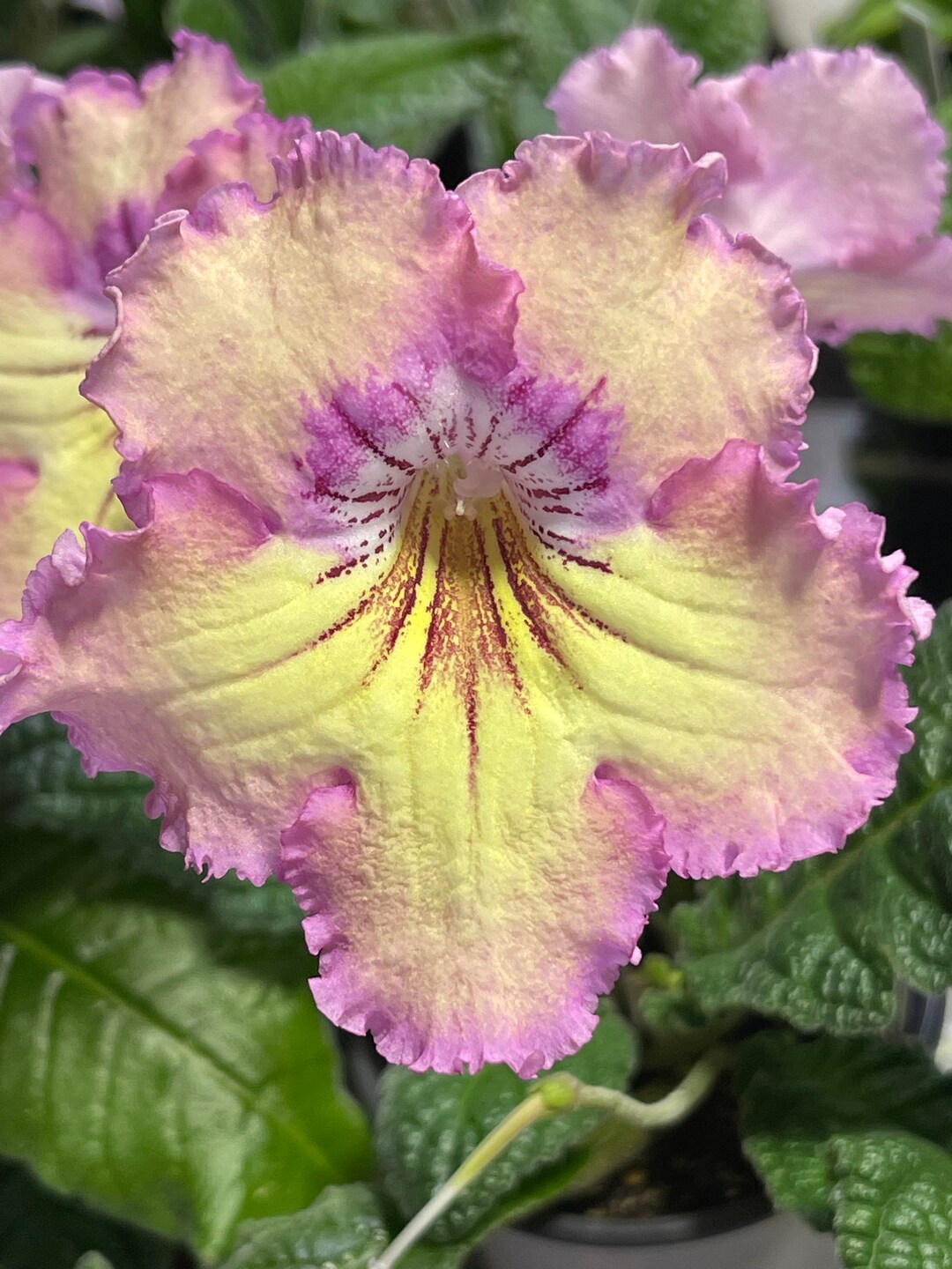 Rays of Sunshine Streptocarpus Cape Primrose 2.5 Pot Starter Plant - Etsy