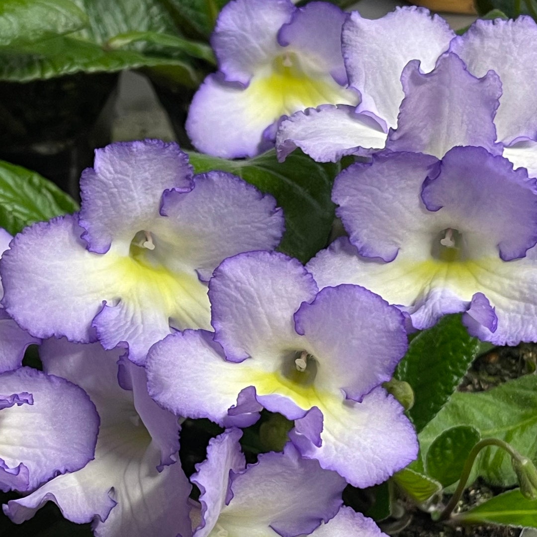 OD Gesheft Streptocarpus - Cape Primrose 2.5" Pot Live Starter Plant - Etsy