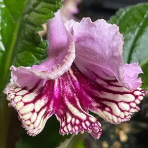 Fiona Streptocarpus Cape Primrose 2.5" Pot Live Starter Plant - Etsy
