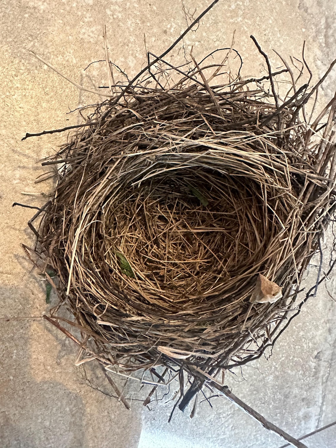 Natural Birds Nest 7 - Etsy