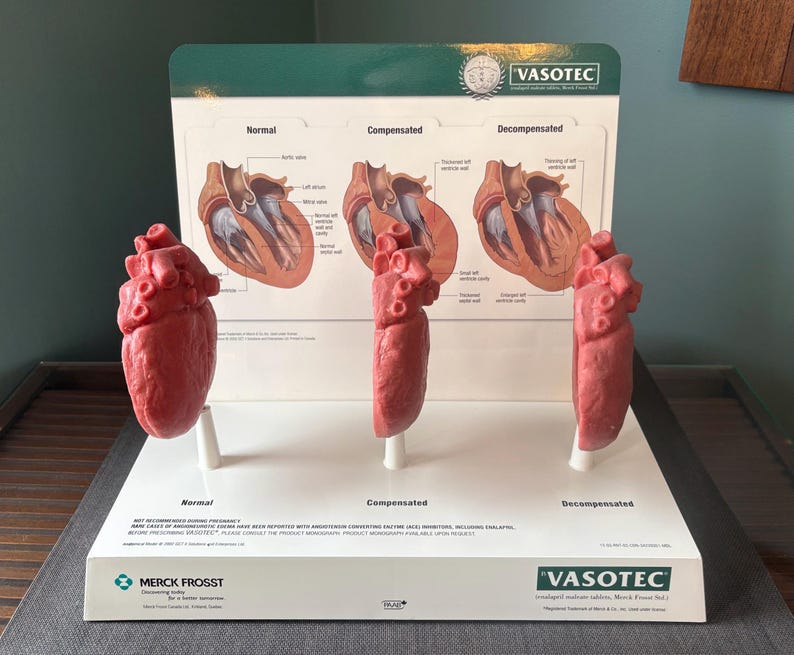 Anatomical Models of the Human Heart - Rubber Hearts Merck Frosst ...