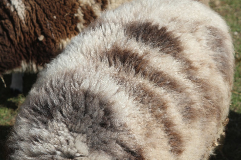 Jacob Sheep Wool Roving Grey 8 Oz. - Etsy