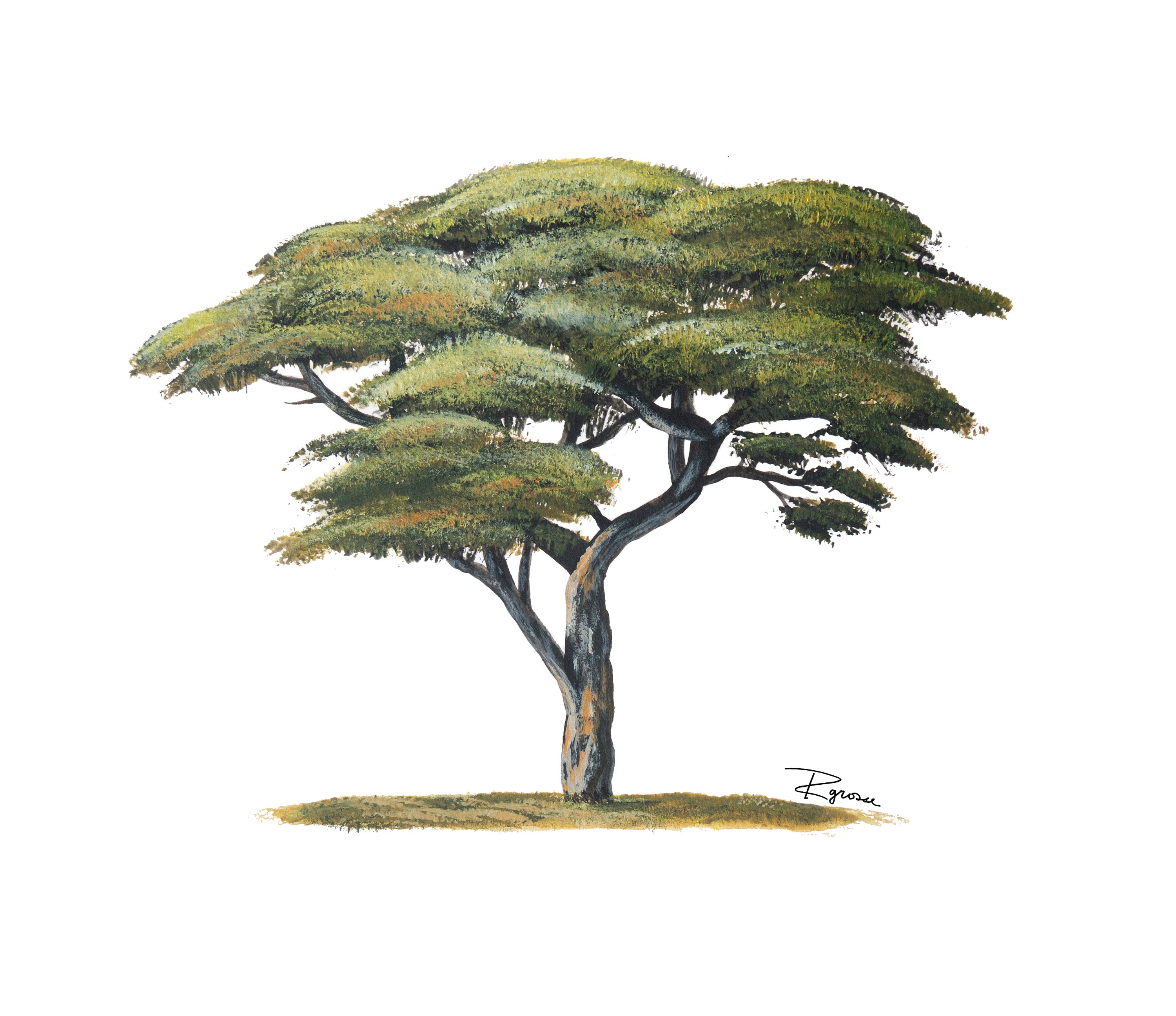 Hand Painted Acacia Tree Print on Giclee - Etsy