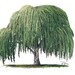 Hand Painted Weeping Willow Tree Print on Giclee With or Without Custom ...