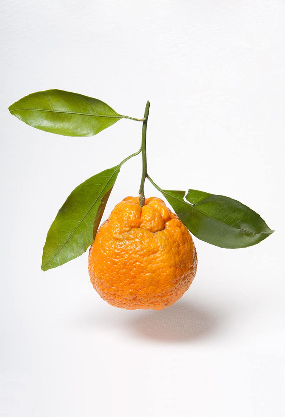 Satsuma Mandarin. Wall Art Decoration Print. Free Shipping. - Etsy