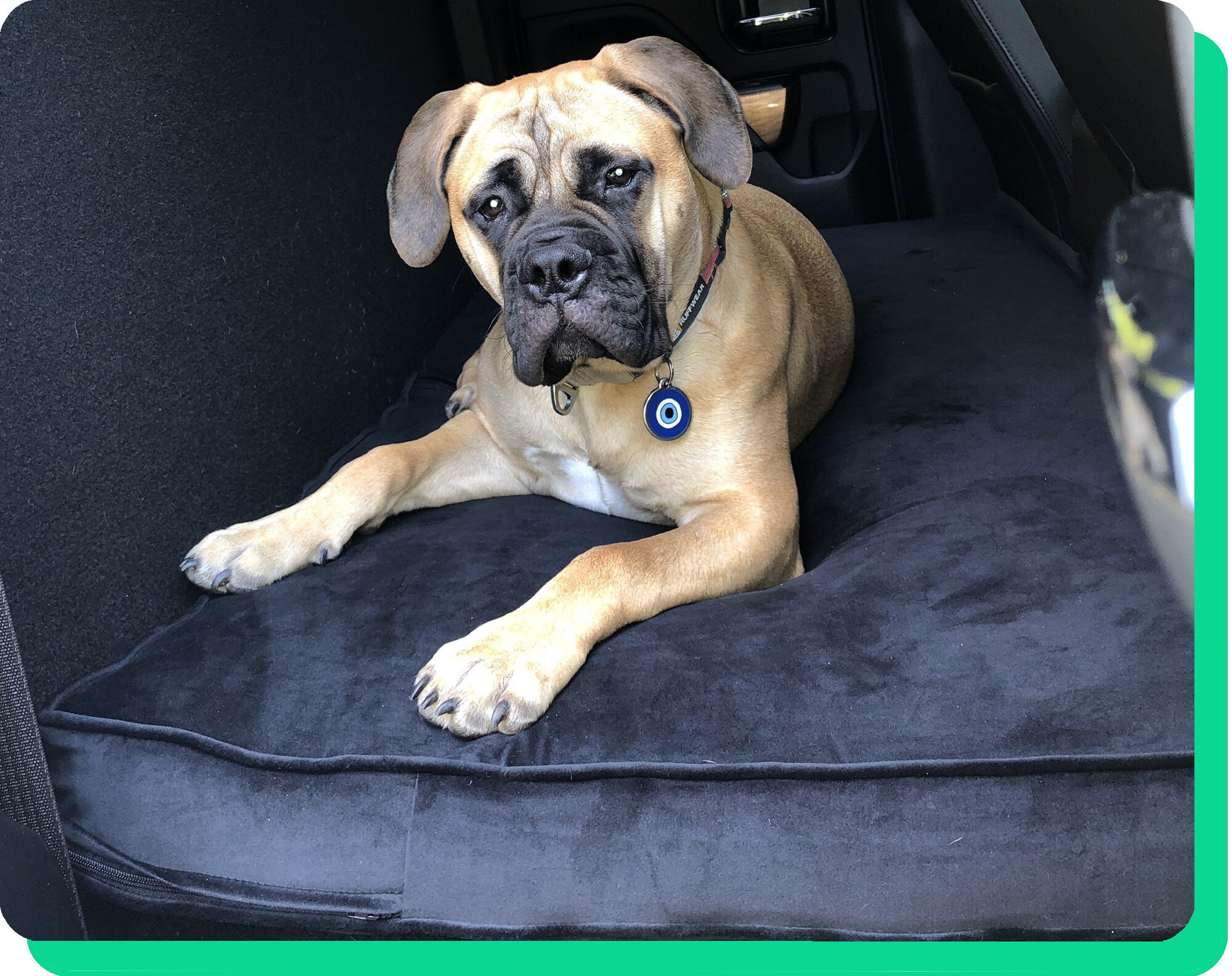 What Size Dog Bed For A Mastiff