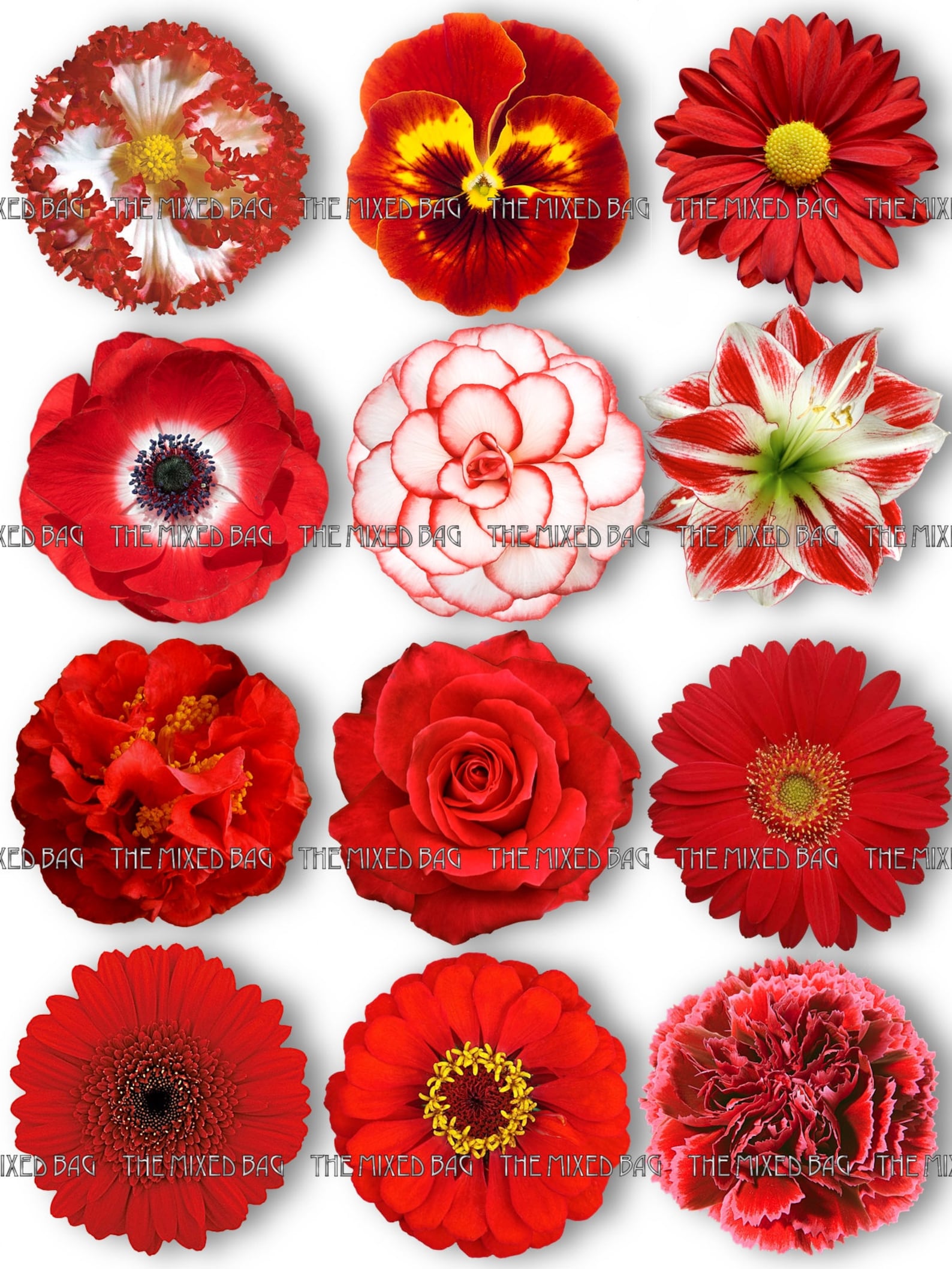 12 Assorted Red Flowers Clip Art Printable Botanical Photographs PNG ...