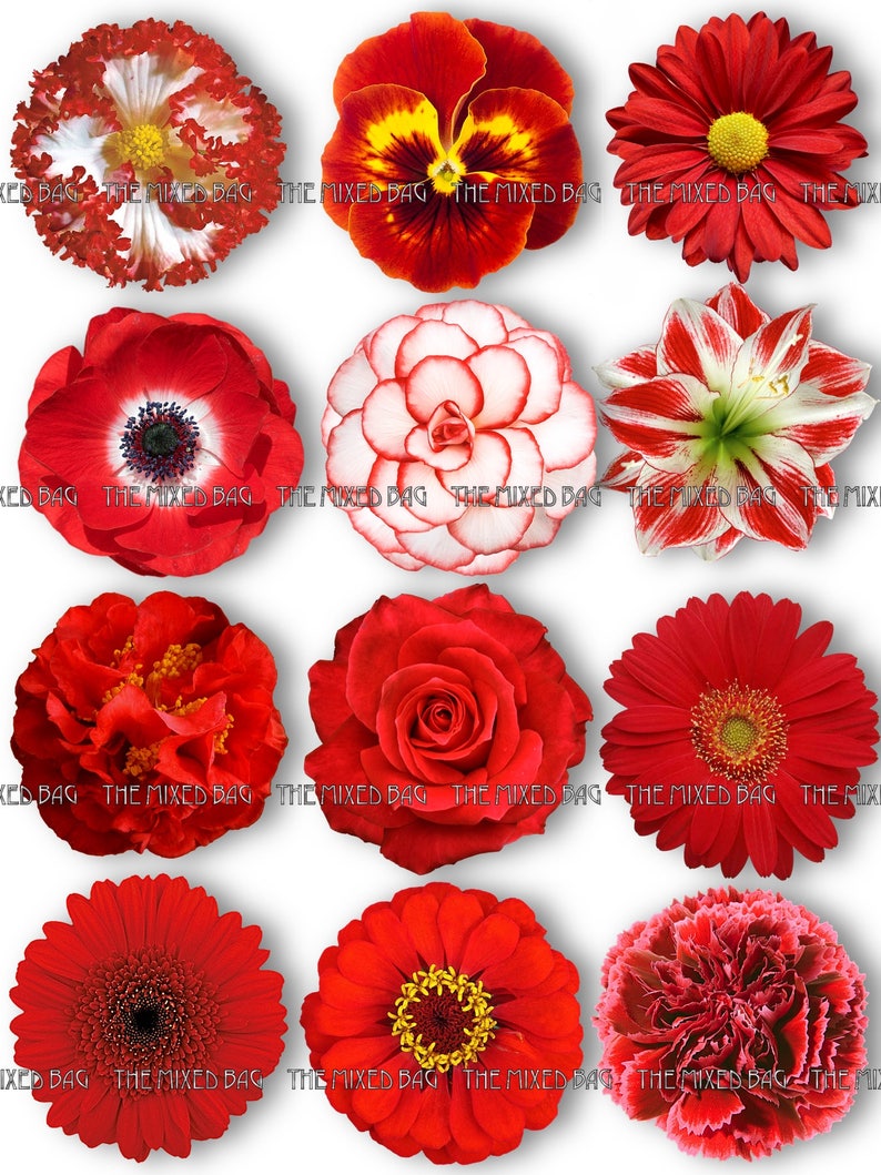 12 Assorted Red Flowers Clip Art Printable Botanical Photographs PNG ...