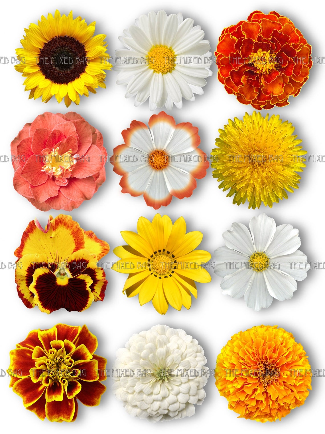 12 Assorted Summer Flowers Clip Art Printable Botanical Photographs PNG ...