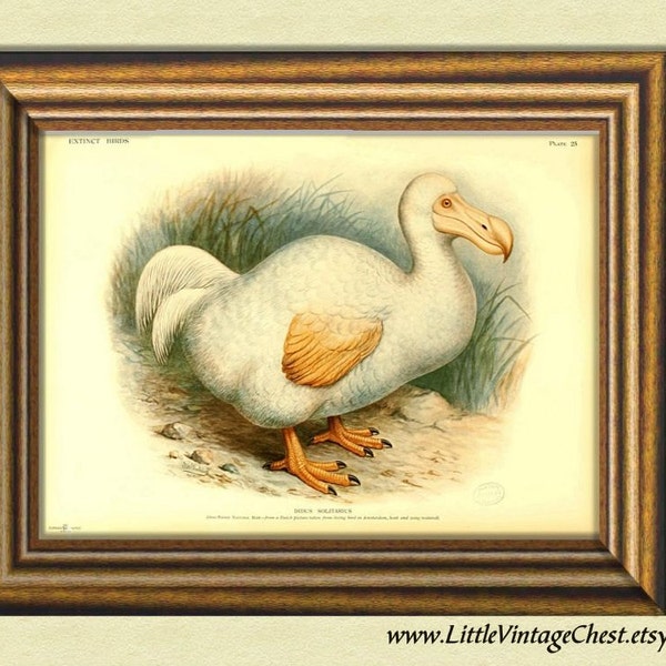 Extinct Birds - Etsy