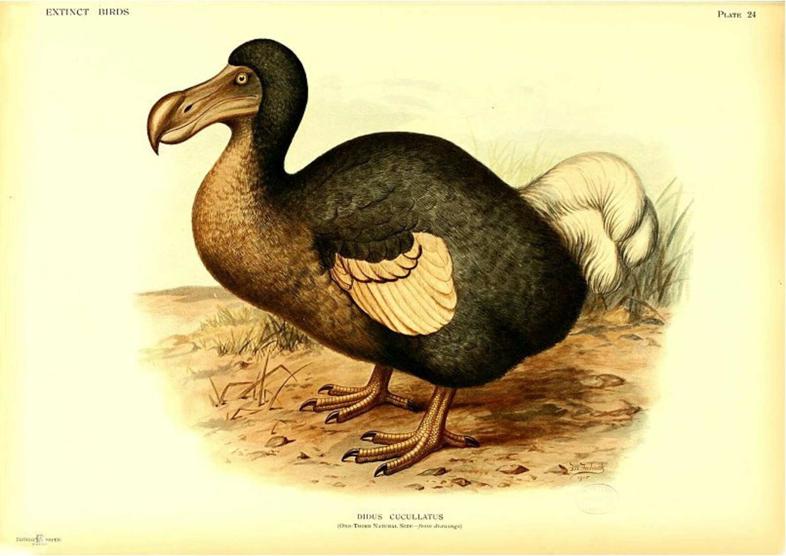 BROWN DODO BIRD - Extinct Birds - Antique Ornithological Art Prints ...
