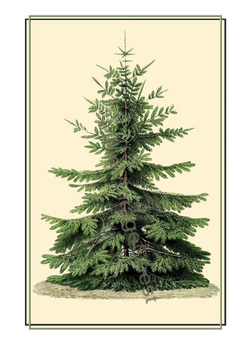 EVERGREEN TREE Fir Tree Dictionary Art Print Botanical | Etsy
