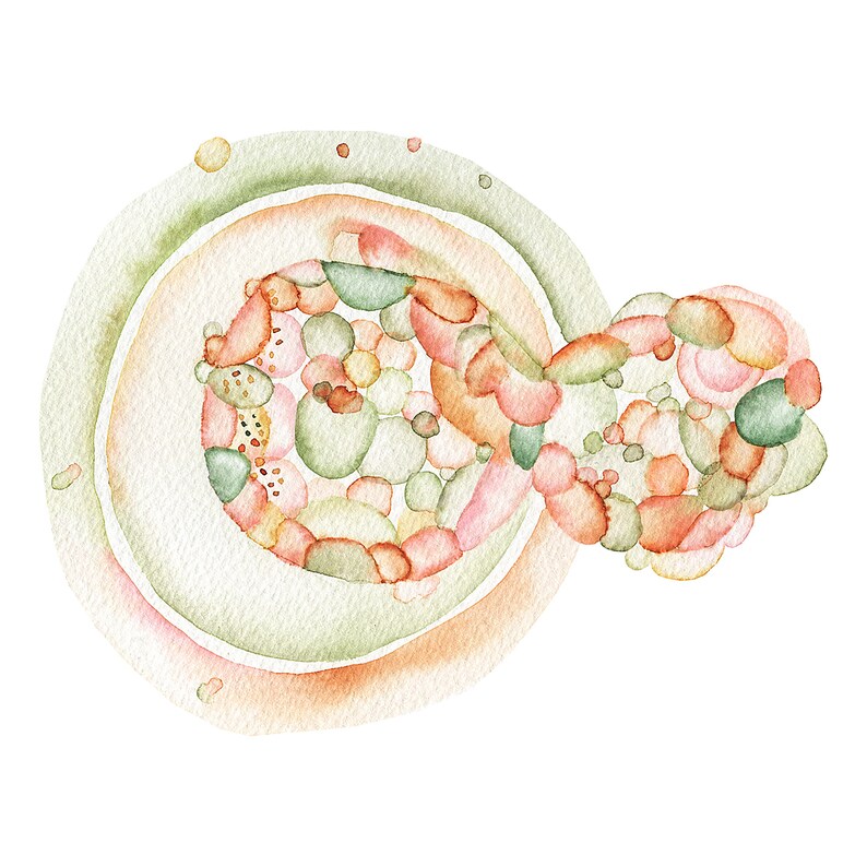Custom IVF Embryo Watercolor 8x 10 or 11 X 14 Poster - Etsy