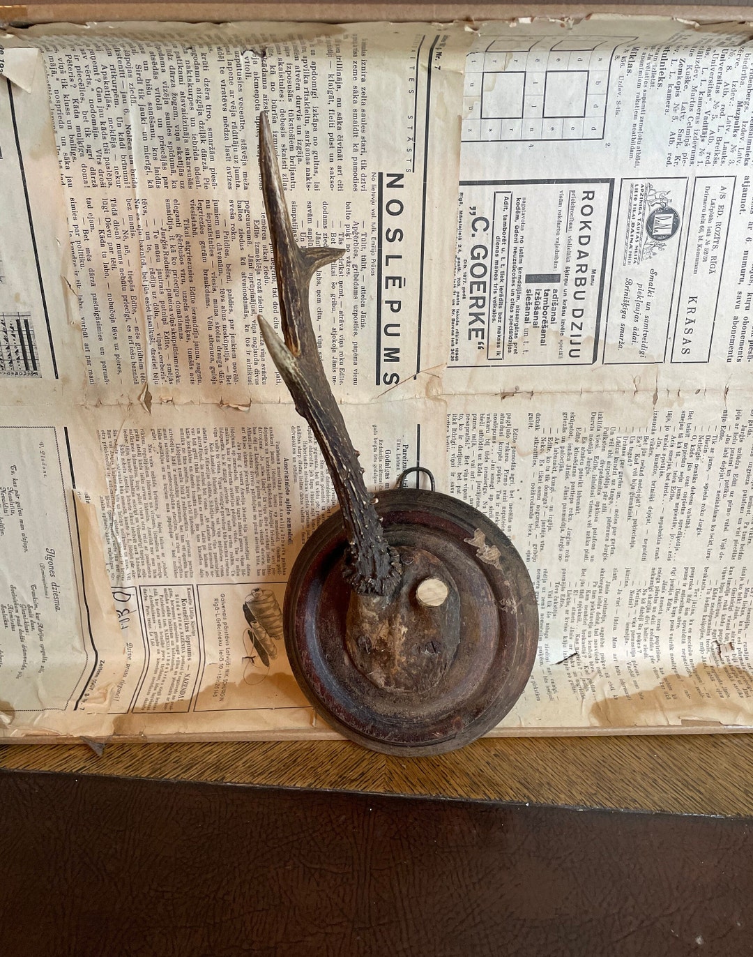 A Doe's Horn With a Base. Raw Material for Projects. Material for Horn ...