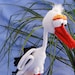 Amigurumi Pattern - Stuart the Stork - English Version - Etsy España