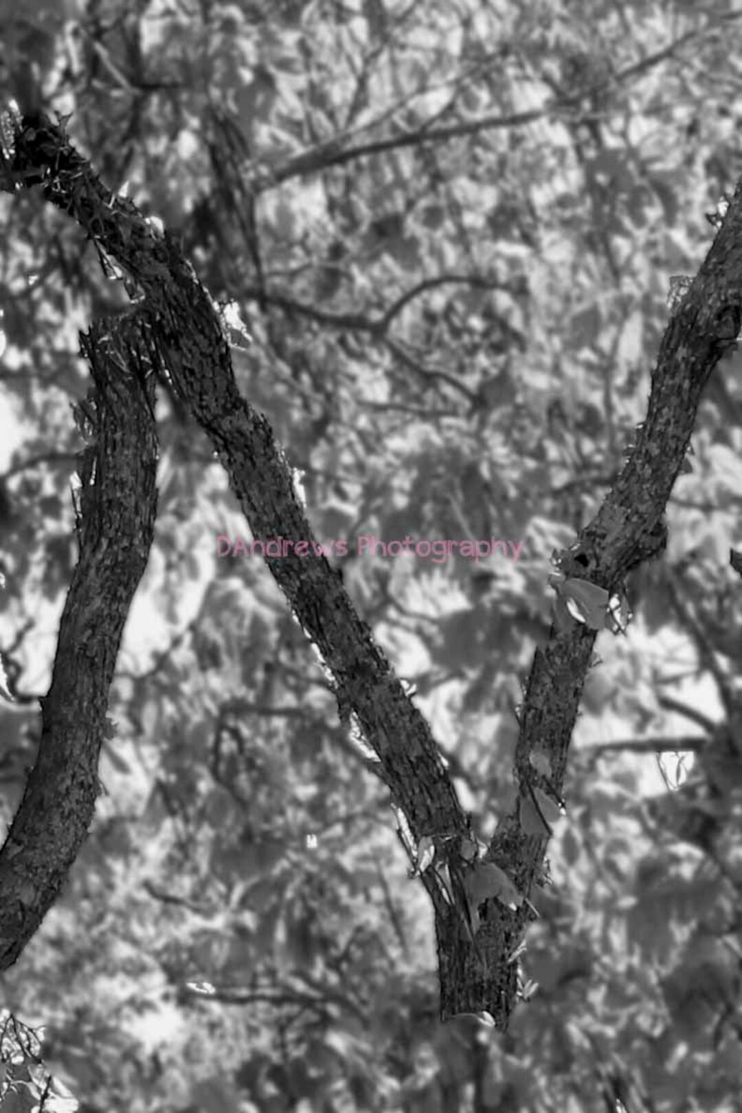 Colonial Williamsburg Alphabet Photography: Letter N - Etsy