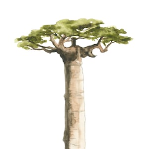 Baobab Tree Watercolor Painting Scientific Study Illustration Fine Art ...