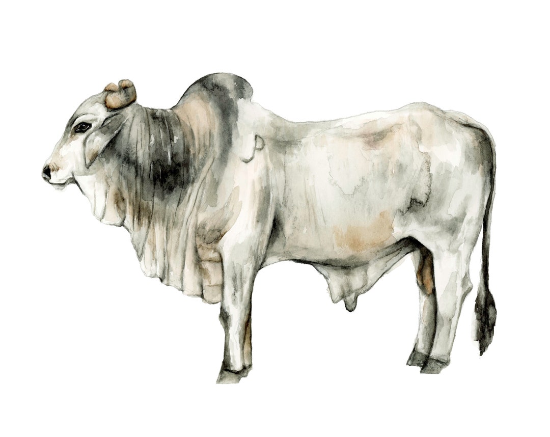 Large Brahman Bull Cow Wildlife Canvas Art Print Reproduction Cow ...