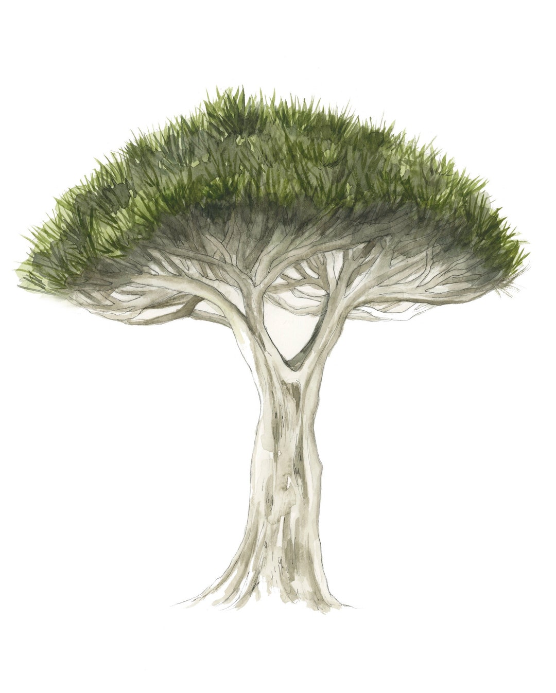 Dragon Blood Tree Watercolor Painting Scientific Study Illustration ...