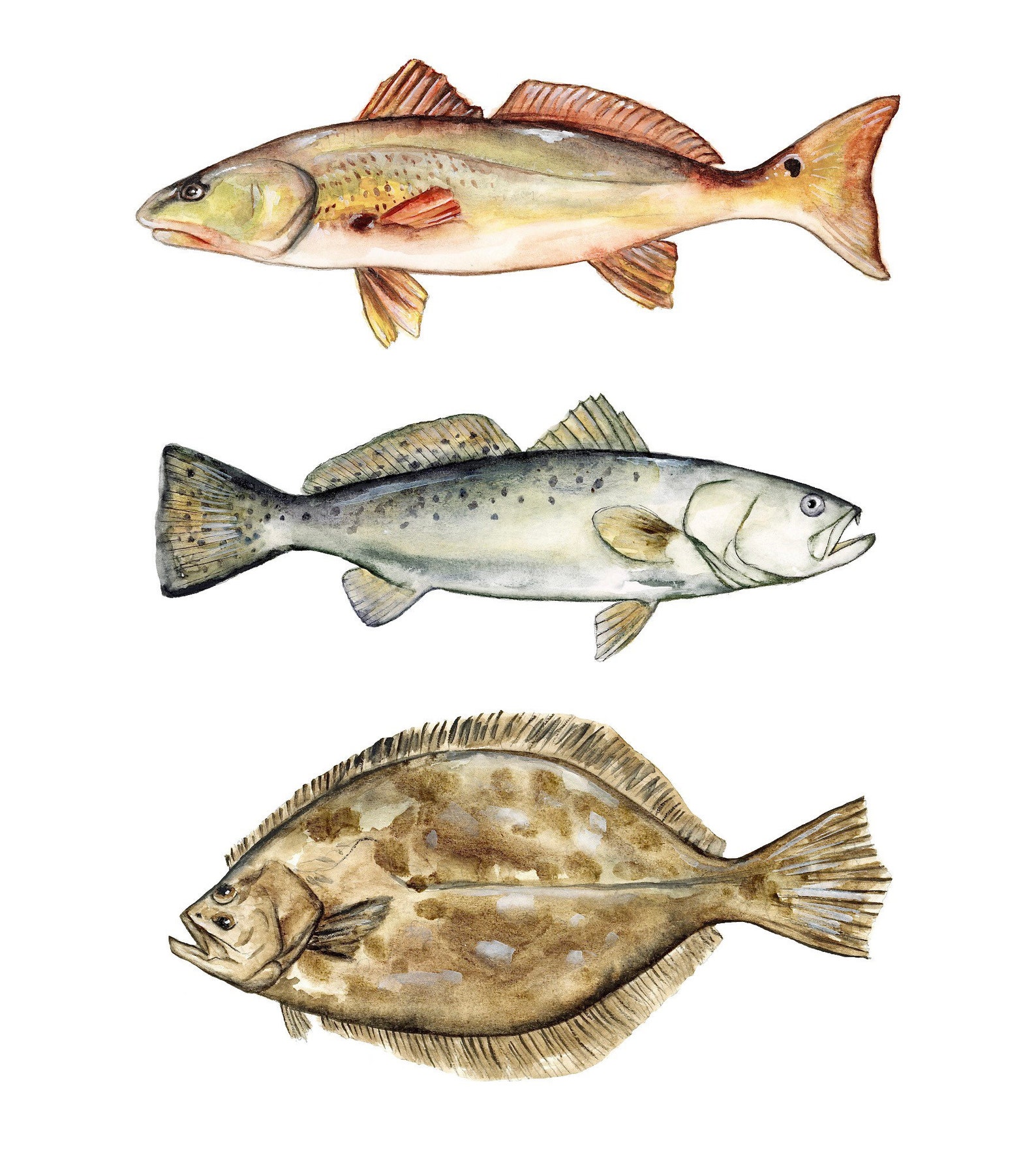 Fish Texas Slam Fishing Art Print for Fisherman Reproduction Watercolor ...