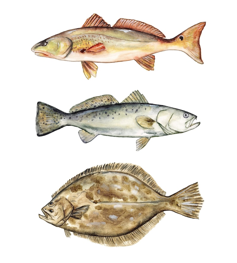 Fish Texas Slam Fishing Art Print for Fisherman Reproduction Watercolor ...