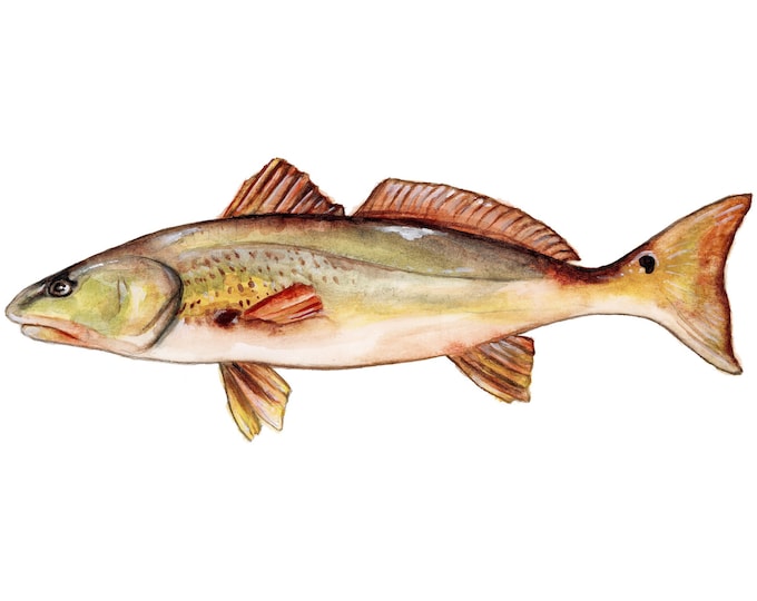 Redfish Fishing Art Print Fish Gift for Fisherman Reproduction ...