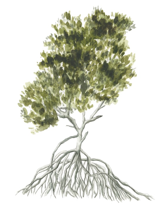 Mangrove Tree Drawing