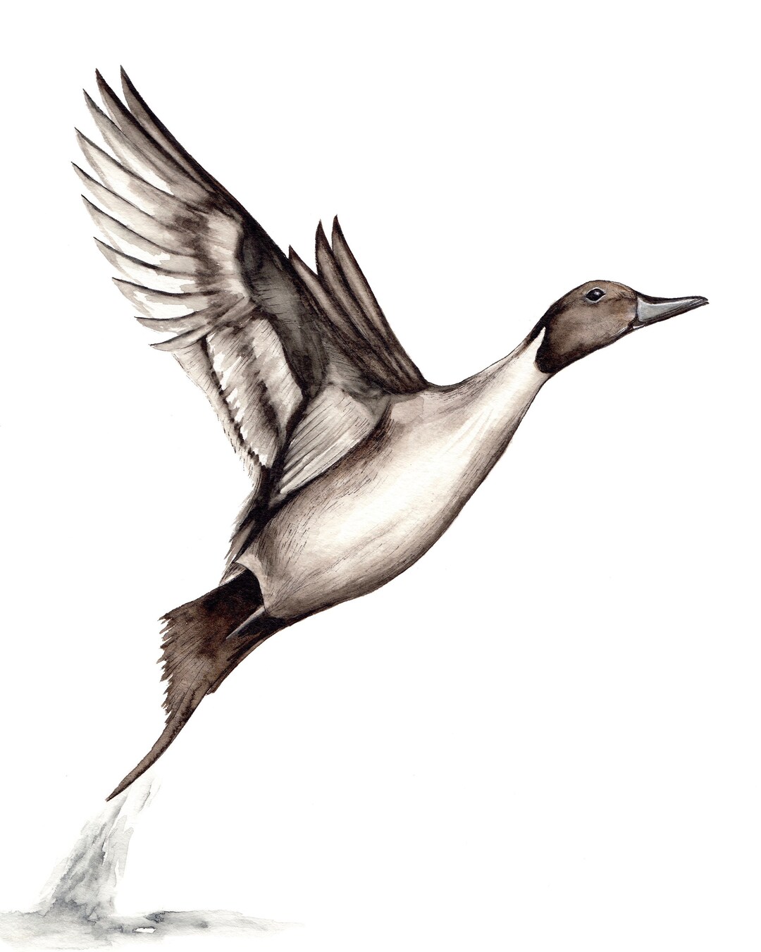 Pintail Duck Art Print Reproduction Watercolor and Pen Scientific ... Pintail Duck Art Print Reproduction Watercolor and Pen Scientific ...