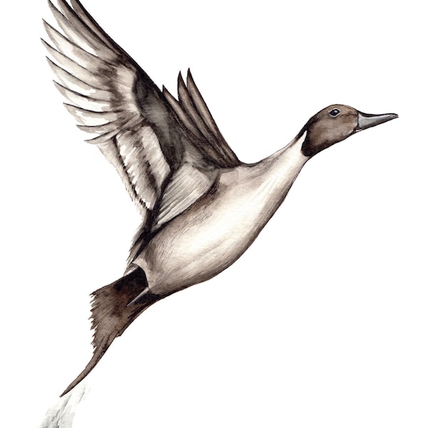 Pintail Duck Art - Etsy