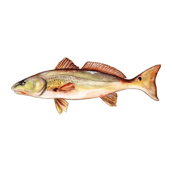 Redfish Watercolor - Etsy