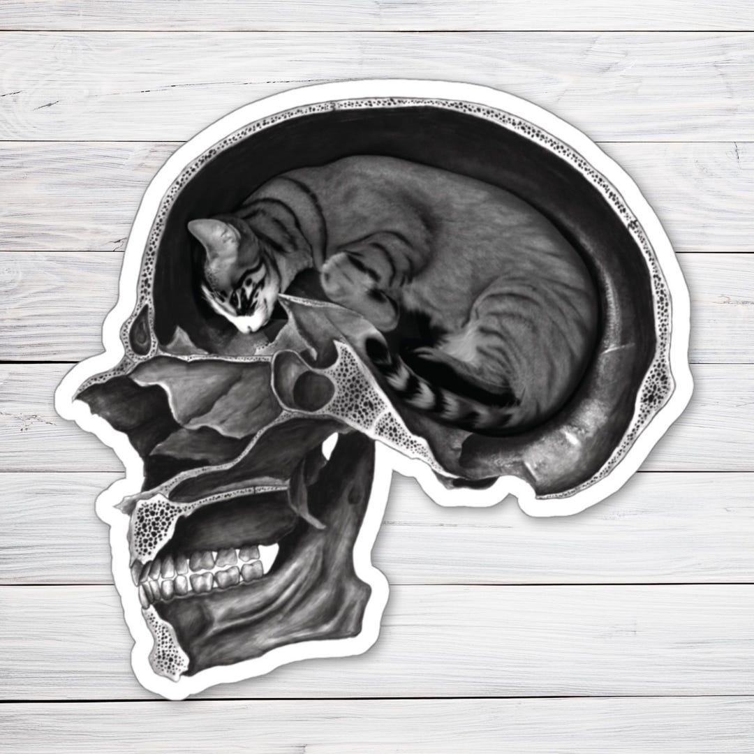Cat Brain Skull Sticker Funny Anatomical Cat Lover Laptop Decal Creepy ...