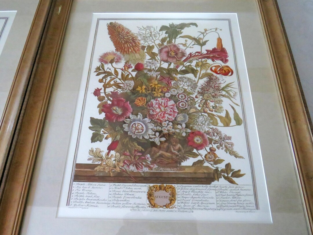 AUGUST Framed Botanical Print: Floral Engraving, Kensington Collection ...