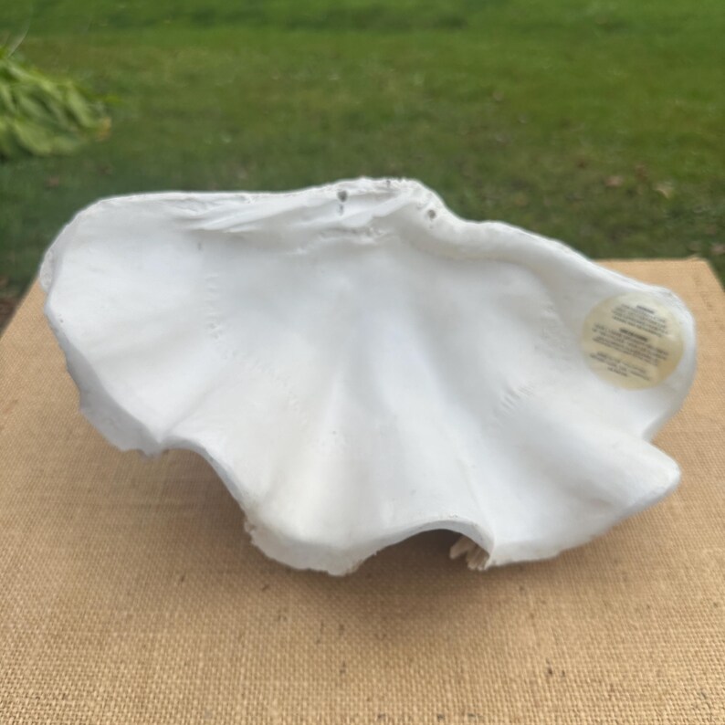 Vintage Faux Large Plaster Clam Shell by Pottery Barn, Contemporary ...