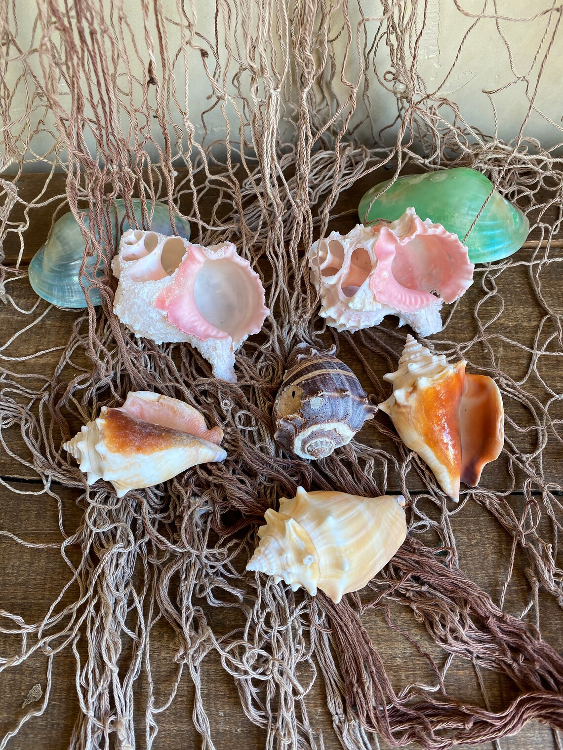 Vintage Seashell Collection-set of 8 Shells-assorted Mix for - Etsy