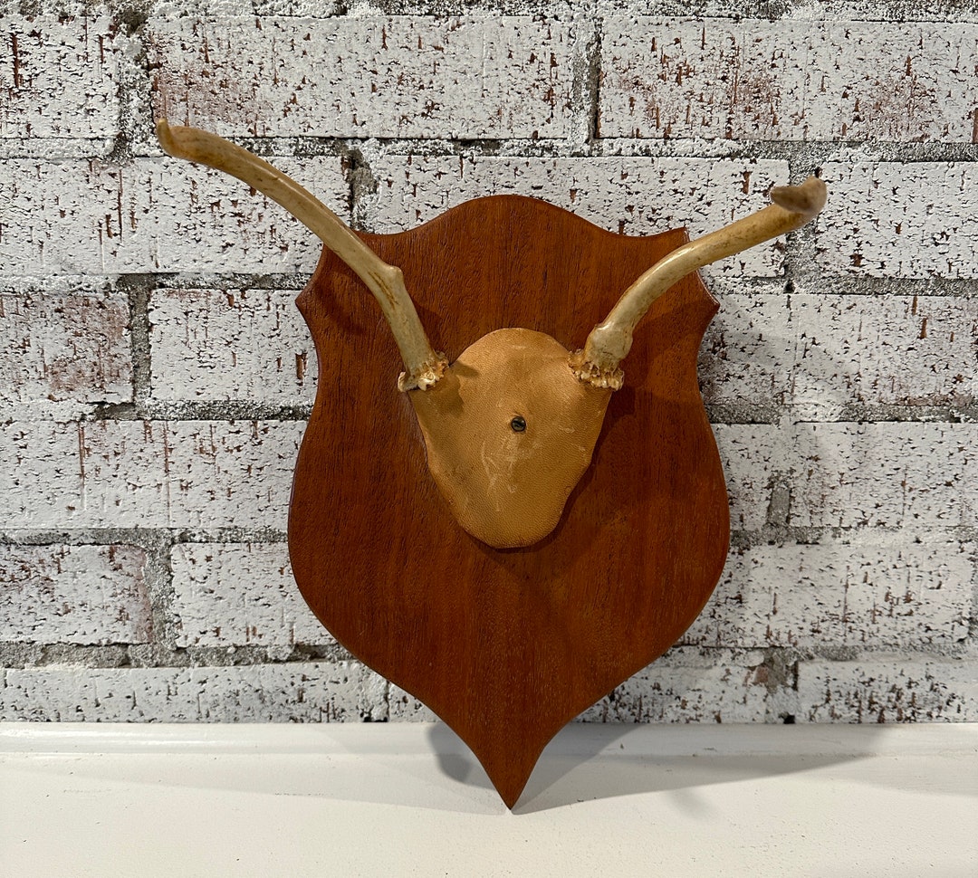 Vintage Deer Antlers on Wood Shield: Rustic Man Cave Decor - Etsy
