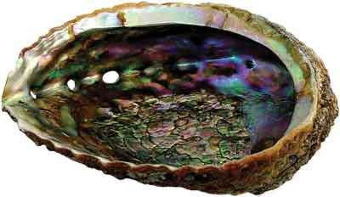 Premium Extra Large Abalone Shell 5-6" Smudging, Burning Sage Incense Resin, Energy Clearing ...