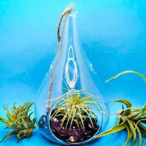 Air Plant Geode Terrarium, Teardrop Hanging Glass Terrarium Kit ...