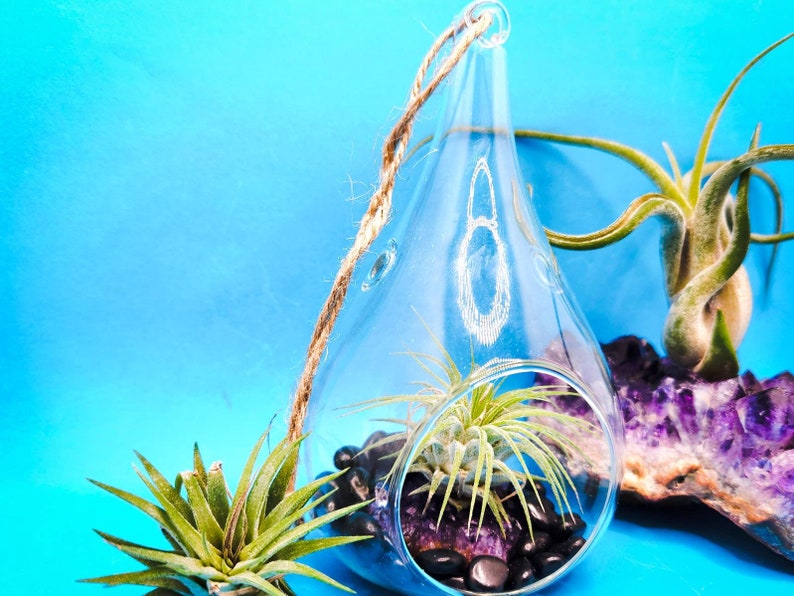 Air Plant Geode Terrarium Teardrop Hanging Glass Terrarium - Etsy