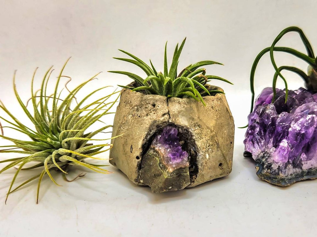 Geode Planter/ Air Plant Holders/ Cement Planter/ Mini Plant - Etsy