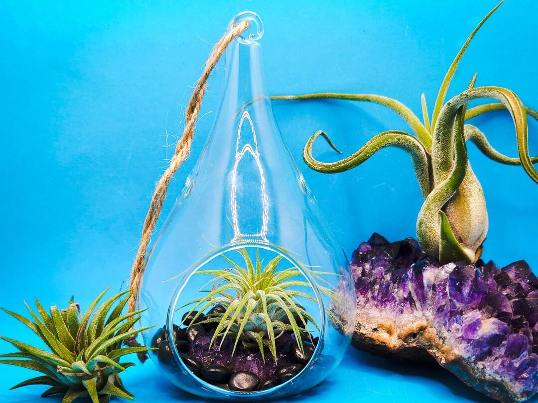 Air Plant Geode Terrarium, Teardrop Hanging Glass Terrarium Kit ...