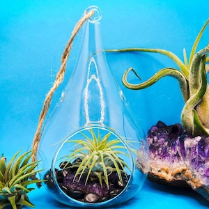 Air Plant Geode Terrarium, Teardrop Hanging Glass Terrarium Kit ...