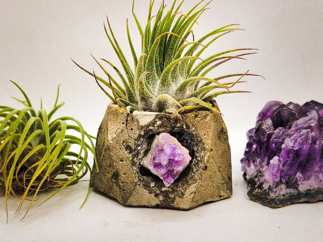 Geode Planter/ Air Plant Holders/ Cement Planter/ Mini Plant - Etsy
